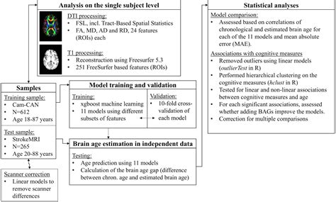 Assessing Distinct Patterns Of Cognitive Aging Using Tissue Specific Brain Age Prediction Based