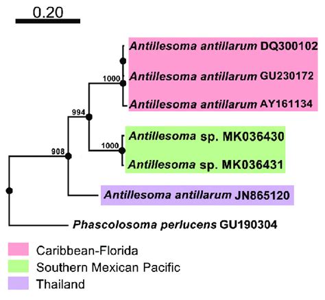 Maximum Likelihood Phylogenetic Tree Under The Gtr Model Obtained In