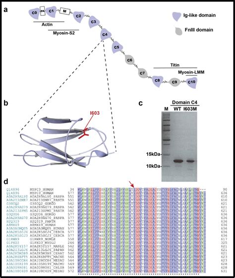 Mybpc3 C1809tg Pi603m Mutation At The Protein Level A Schematic Download Scientific