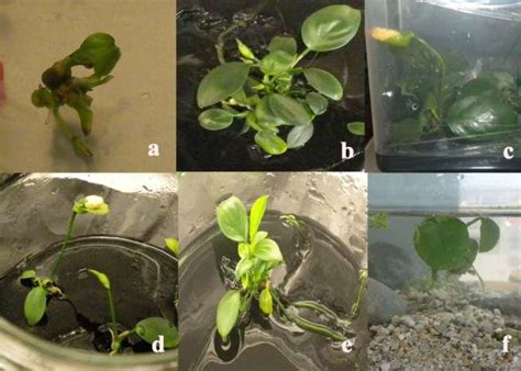In Vitro Stem Node Tissue Culture Of Anubias Barteri Var Nana Round