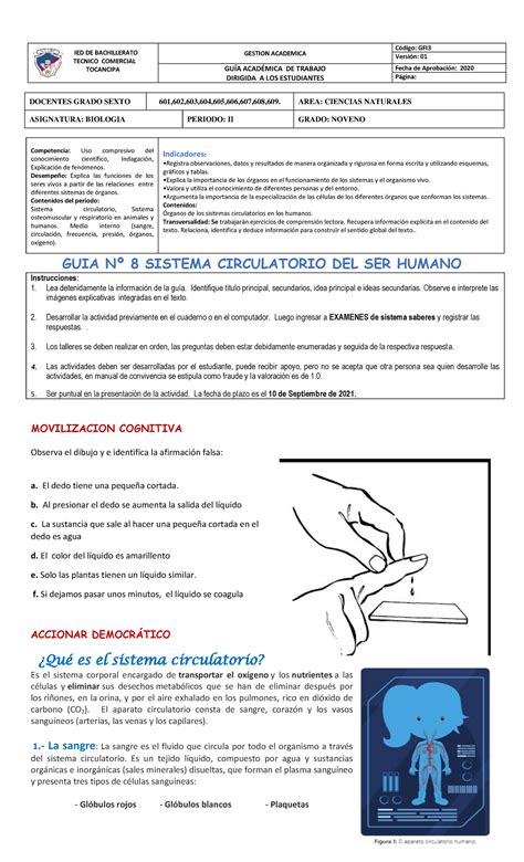 Guia 8 Biologia Sistema Circulatorio De Los Seres Vivos Docentes