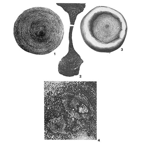 Foraminifera The World Foraminifera Database