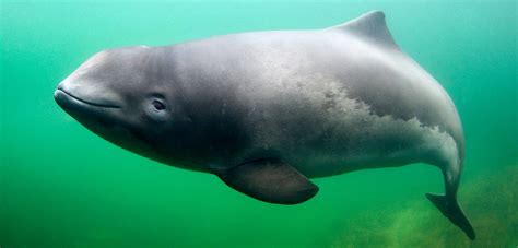 Different Porpoises At Brodie Bolden Blog