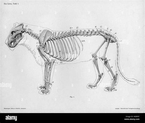 A Scientific Illustration Of A Lions Anatomy Focusing On The Lateral