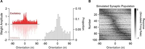 Unraveling Functional Diversity Of Cortical Synaptic Architecture Through The Lens Of Population