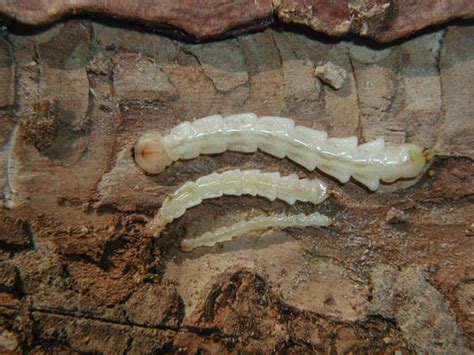 Ash Borer Larvae A Visual Guide To Detecting Emerald Ash Borer Damage