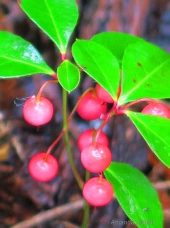 Wintergreen Gaultheria Procumbens The Garden Websitecom