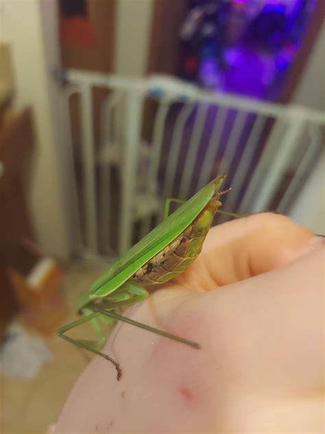 can anyone tell me why her abdomen looks like this r praying mantis