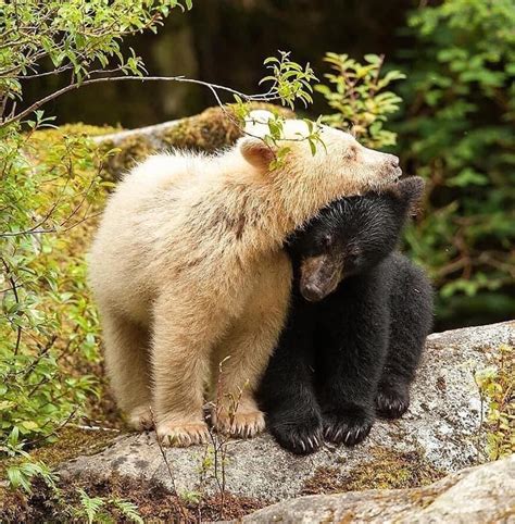The Kermode Bear Also Known As The Spirit Bear Particularly In