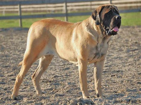 Mastiff Old English Mastiff Dog Breed Standards