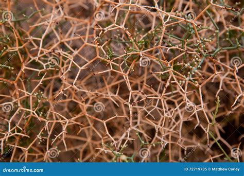 Shrub Branches Exhibiting Angular Branching Stock Image Image Of Twig Angular
