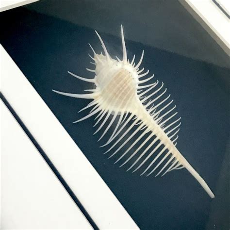 Venus Comb Murex In Display Frame Murex Pecten 32 X 29 Catawiki