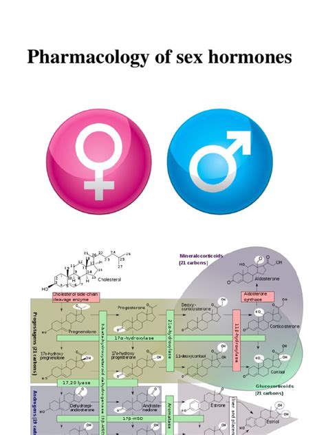 Sex Hormones 2023 Pdf Pdf Androgen Estrogen