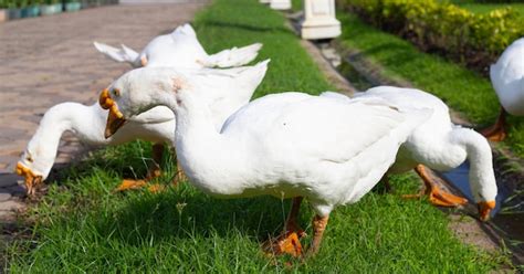 Premium Photo White Geese On The Park