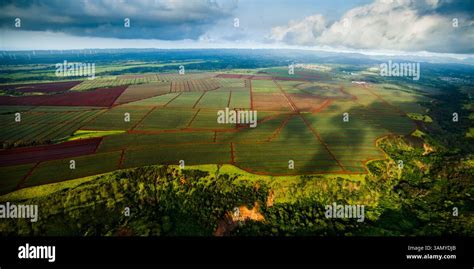 Aerial View Of Dole Pineapple Field With Windmills In Hawaii United