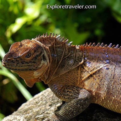 House Lizard Philippines At Molly Carmichael Blog