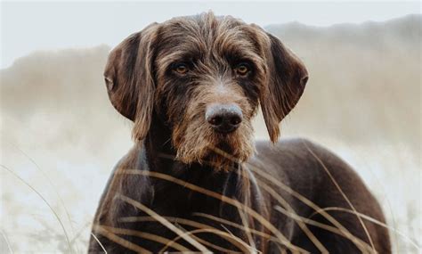 German Hunting Poodle