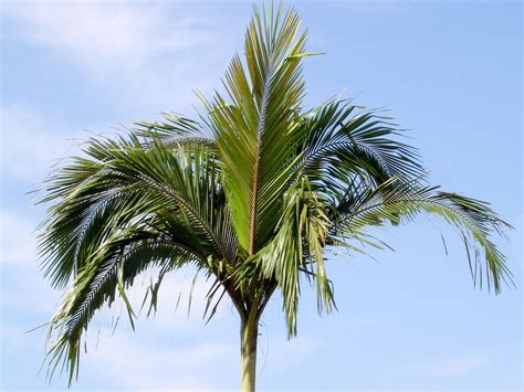 Palm Free Photo Download FreeImages