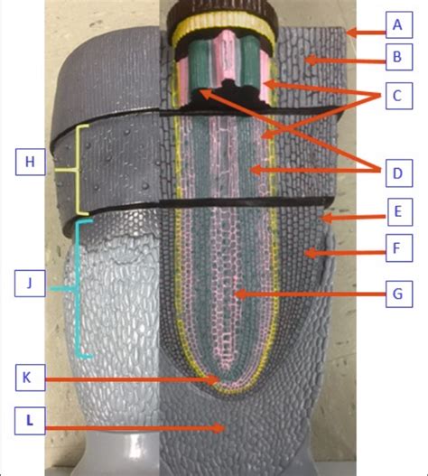 Root Diagram Diagram Quizlet