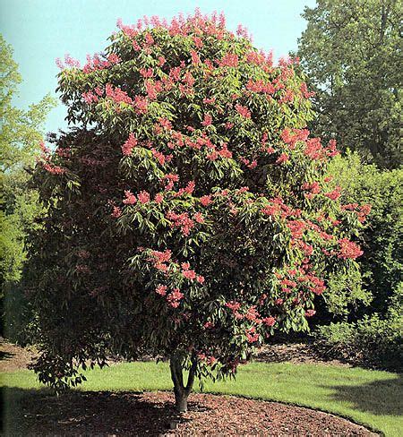 Red Buckeye Tree With Flowers