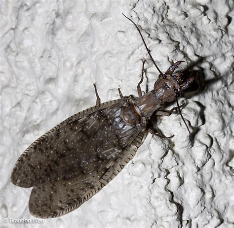 Corydalus Cornutus Bugguidenet