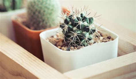 Cactus Plant Types Tips To Grow And Maintain In 2023