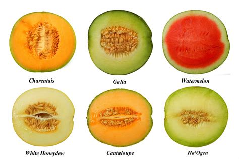 Types Of Melons Like Cantaloupe At Robert Lindsay Blog