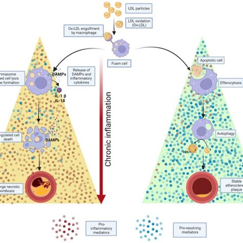 The Proportion Of Pro Inflammatory And Pro Resolving Mediators In Its