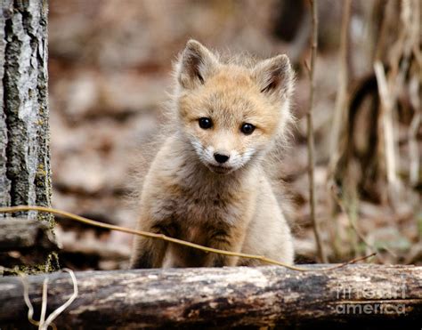 Curious Fox Kit Photograph By Shannon Carson Fine Art America