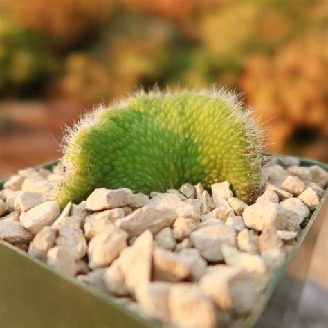 Shop ‘crested Monkey Tail Cactus Cleistocactus Colademononis Crested