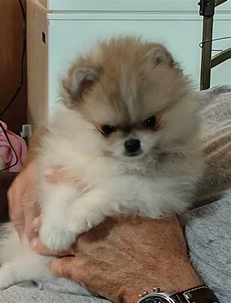Say Hi To Charlie 🐾 ️ R Pomeranians