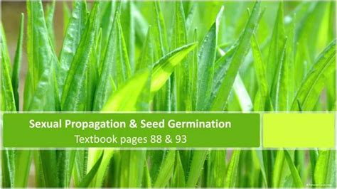 PPT Sexual Propagation Seed Germination PowerPoint Presentation ID 5364294
