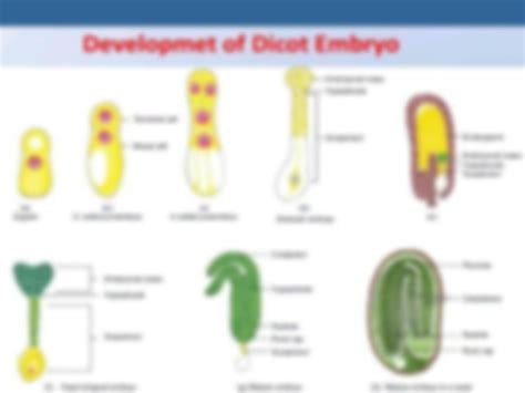 Solution Plant Embryo Structure And Development Studypool