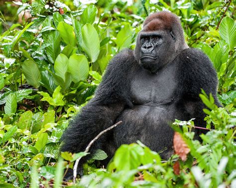 Minkébé National Park Gabon Wild Safari Guide