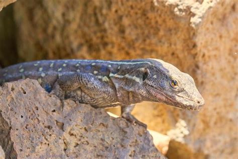 15 Different Types Of Lizards Species Of Lizard With Photos