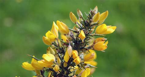 Gorse Desktop Wallpapers Phone Wallpaper Pfp S And More