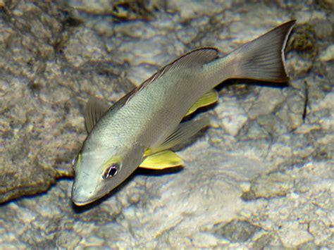 Blacktail Snapper Naturerules1 Wiki Fandom