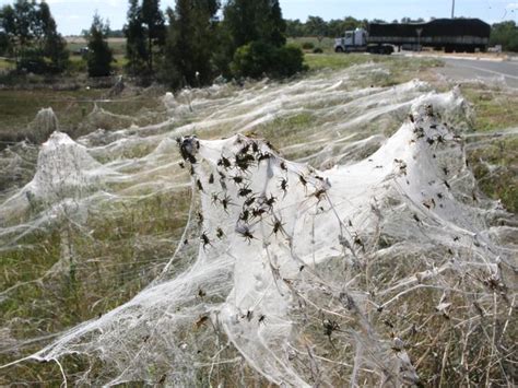 Raining Spiders In Goulburn Australias Freak Event Explained News