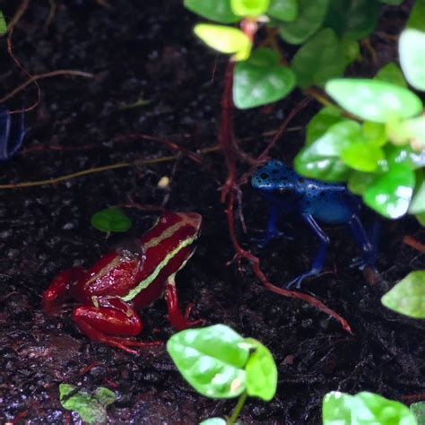 아마쥬 아름다운 블루 컬러 Eucb 블루라인 프라시나 아마쥬 입고😉 일반 블루 프라시나도 같이 수입들어와서 비교 사진 해보니 차이가 크긴 하네요😉👍 블루라인