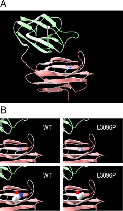 Protein Modelling Of Cubn Variants A Cubn Are Shown In Ribbon Download Scientific Diagram