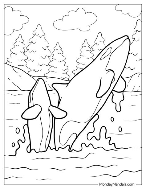 Realalistic Orca Coloring Coloring Pages