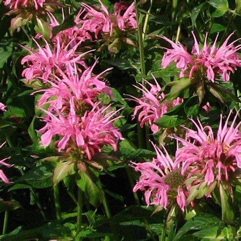 Monarda Croftway Pink - Capecchi Vivai Piante Pistoia