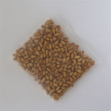 قیمت و خرید کیسه زیپ دار مدل مستطیلی 2628-1828 مجموعه دو عددی