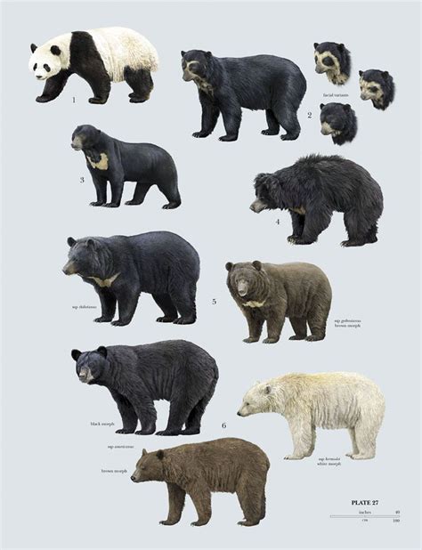 12 Types Of Bears 18 Different Types Of Vultures With Pictures Ngaus