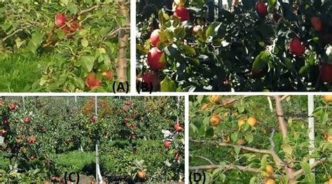 Some Challenges Encountered By An Image Based Automated Apple