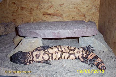 Heloderma Gallery Interesting Fotos Of Heloderma And More