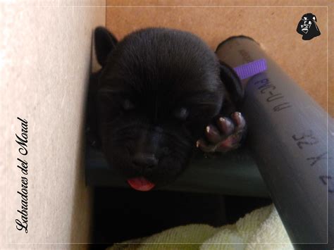 Darth Vader Me Gusta Dormir En Posturas Sencillas Cachorros