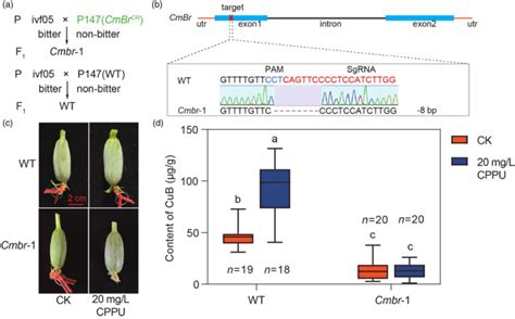 Cmbr Confers Fruit Bitterness Under Cppu Treatment In Melon Pmc