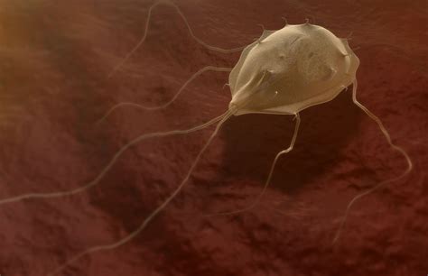 Giardia In Stool Giardia Canis Cyst 👀 Spirochetes Wet Mount