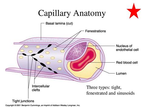Cardiovascular System Ppt Download